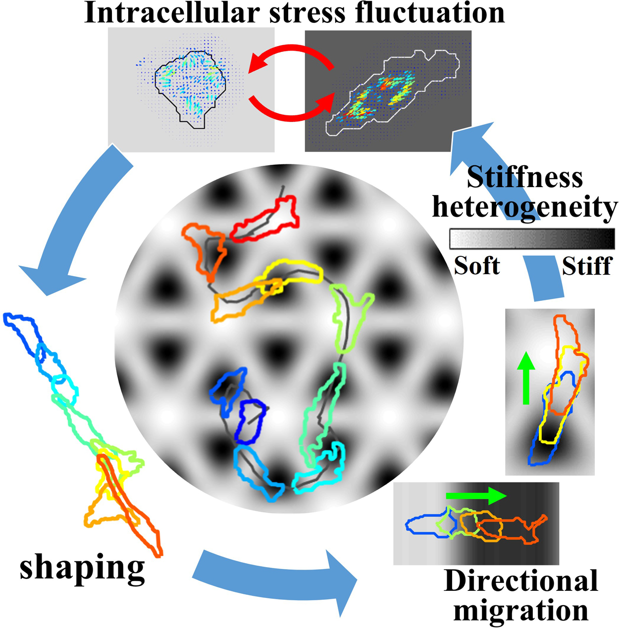 Biophysics and Physicobiology (BPPB)